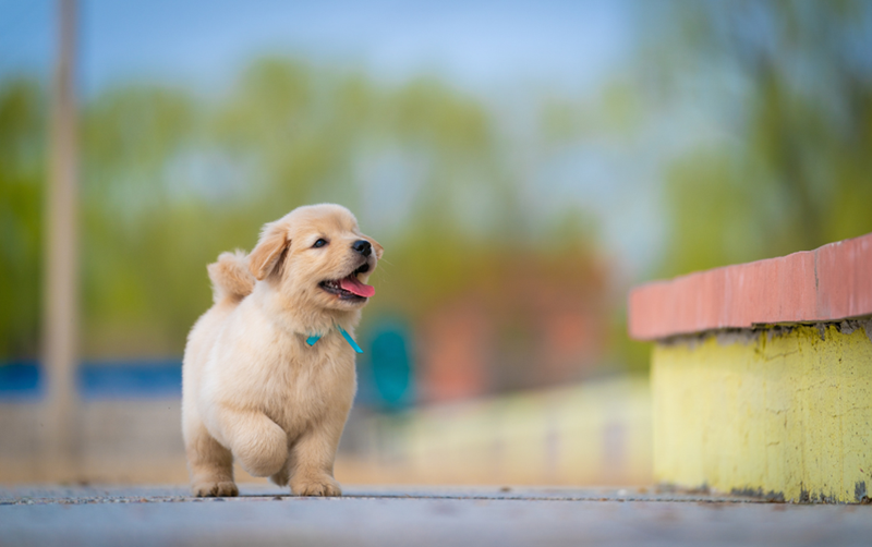 20 pocket-size puppies parading small smiles and doggo delight