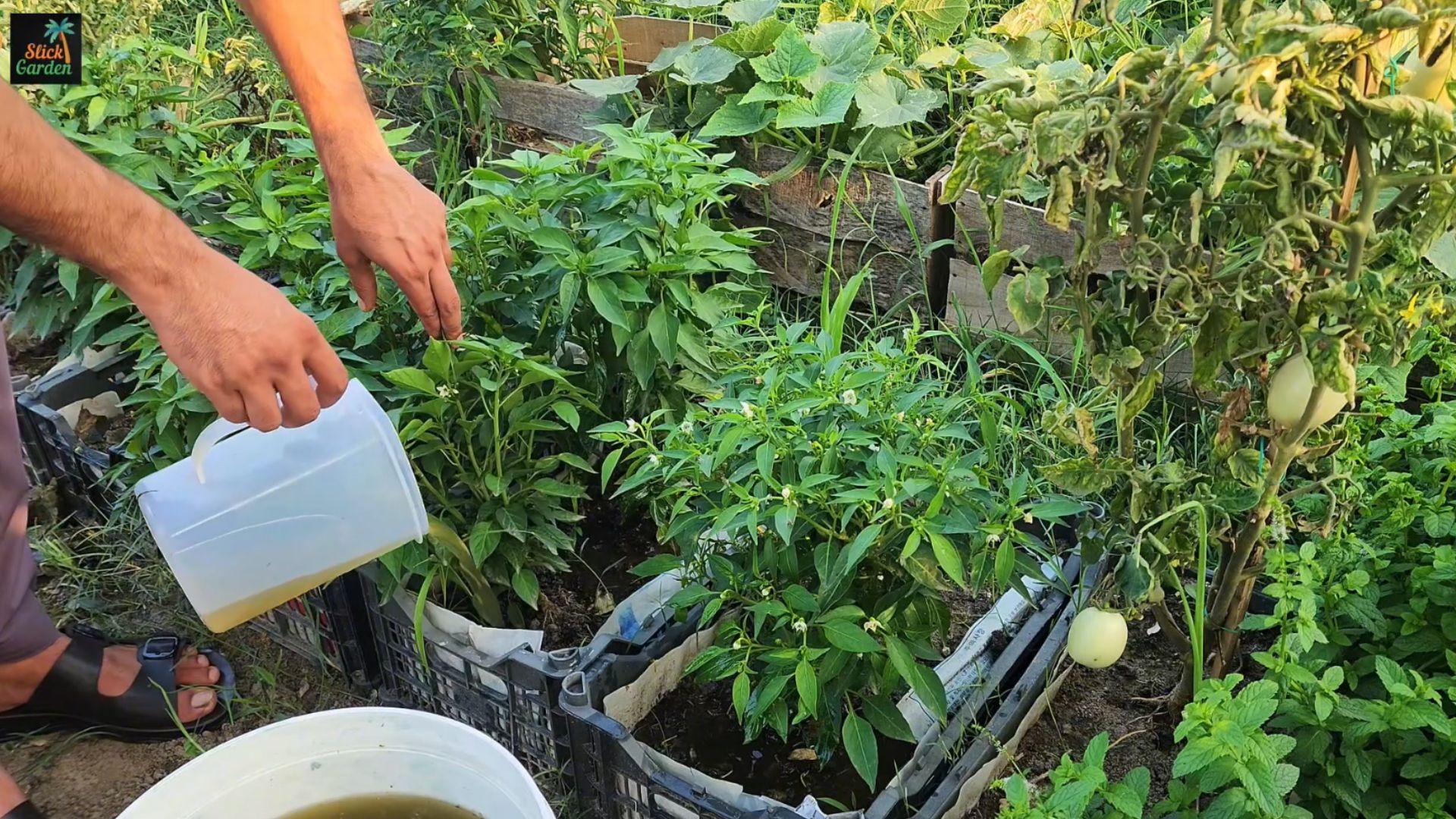 Homemade fertilizer recipe: Boost growth & fruits naturally