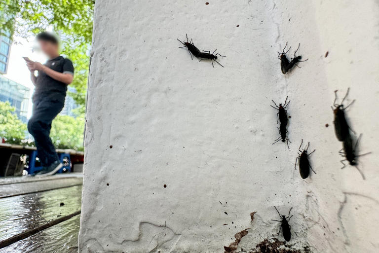 Dobong District installs traps against love bug