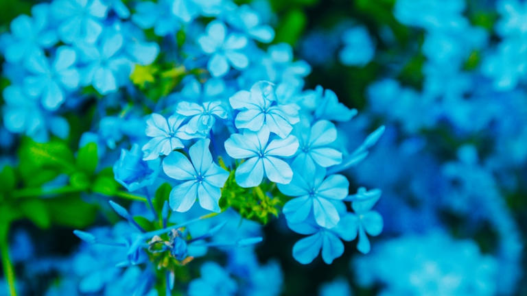 Have you ever felt calm after seeing the color blue: Know why that happens?