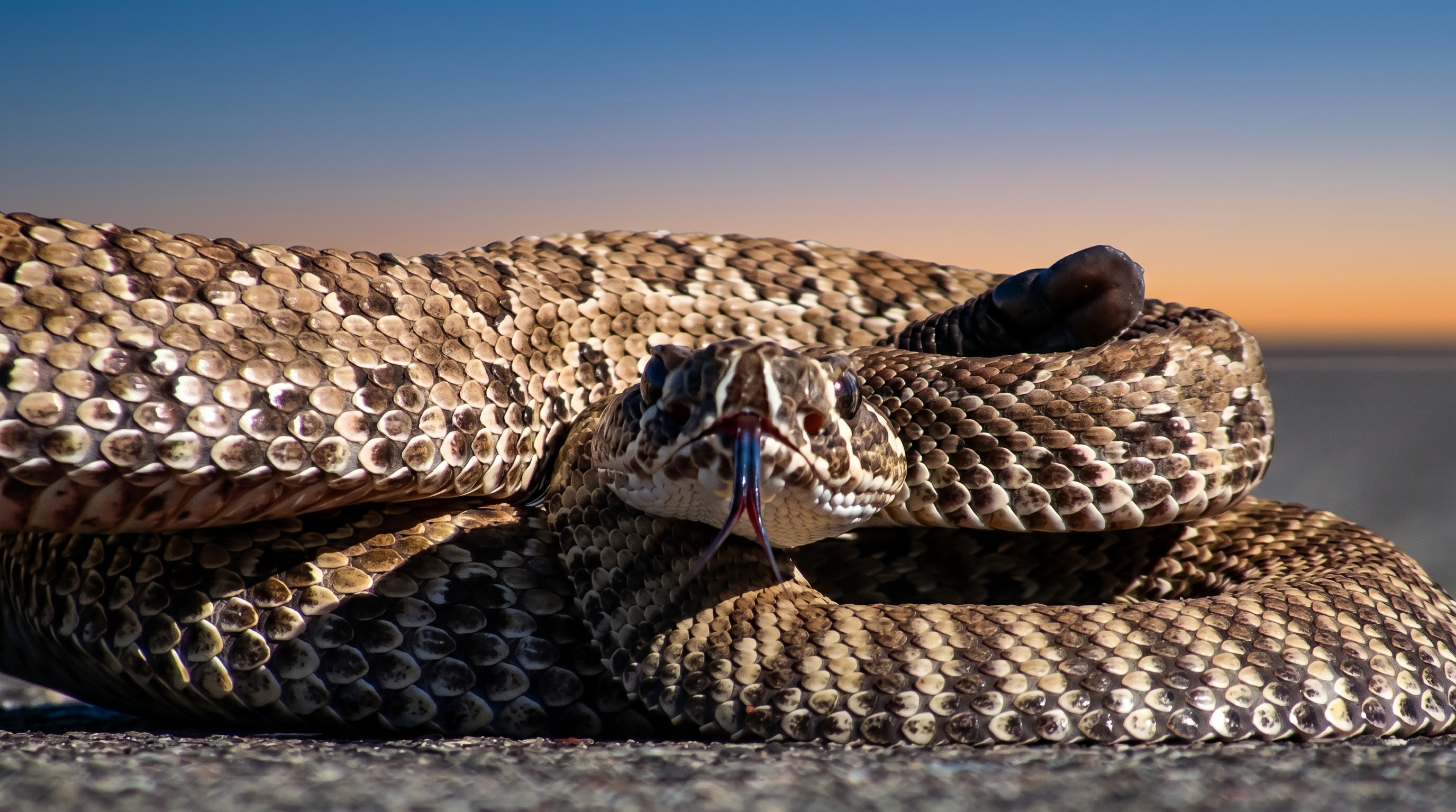 Watch what happens when this viper strikes – the venom starts ...