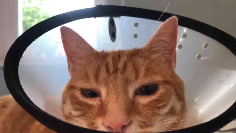 Reggie hasn’t been himself – a cat health update
