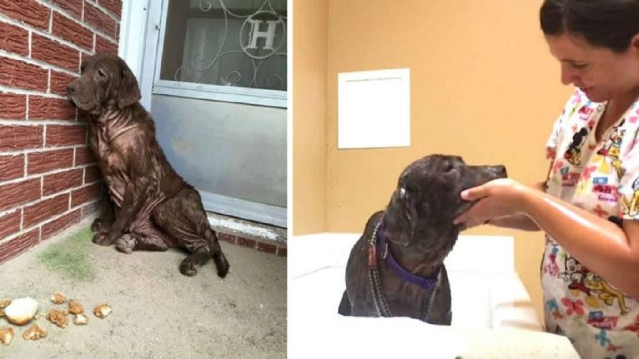 Homeless dog has best reaction to her first ever bath