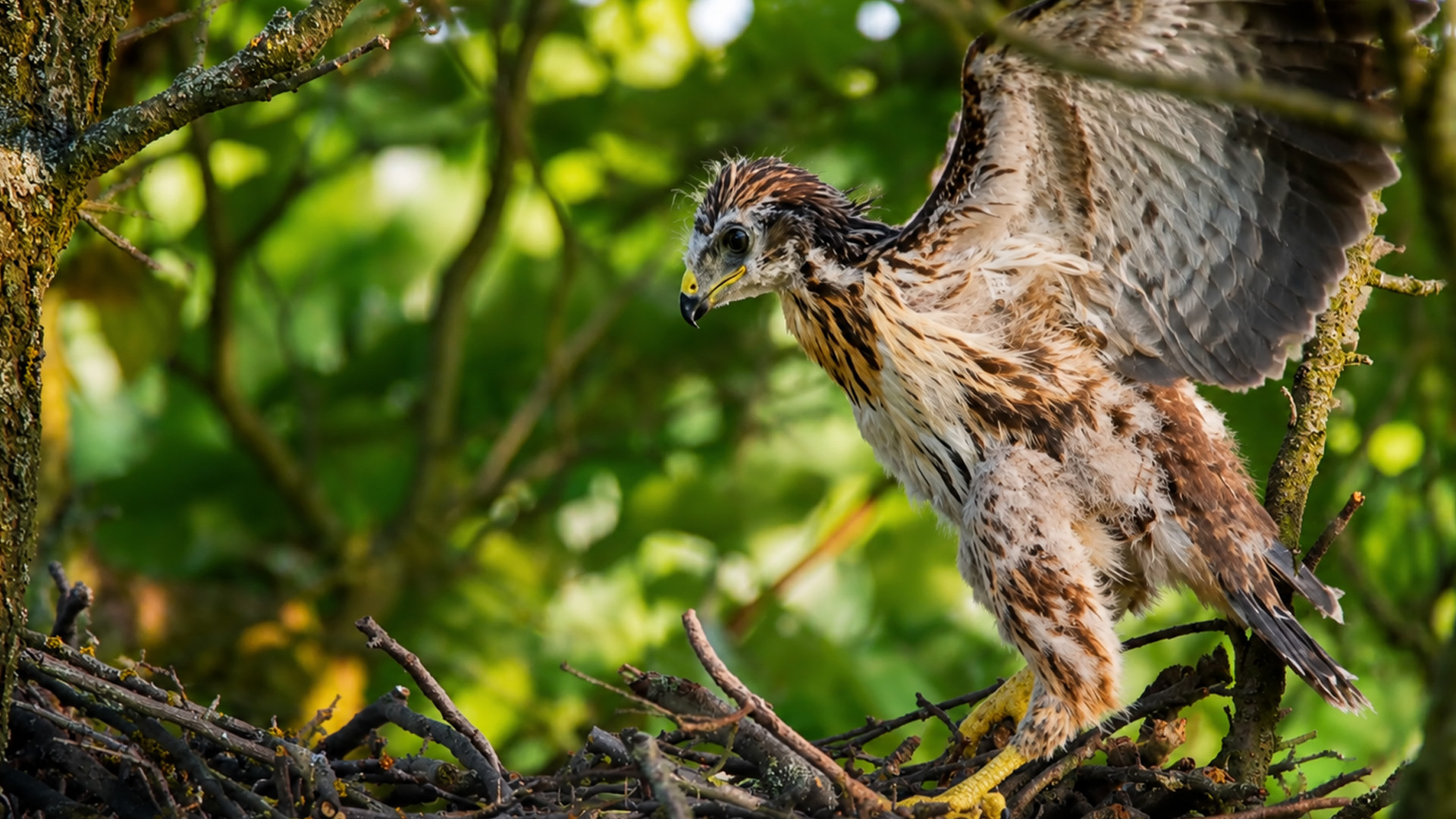 Wildcamera legt jonge havik vast die leert vliegen