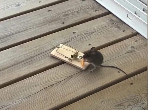 Crafty mouse nibbles cheese without triggering mousetrap