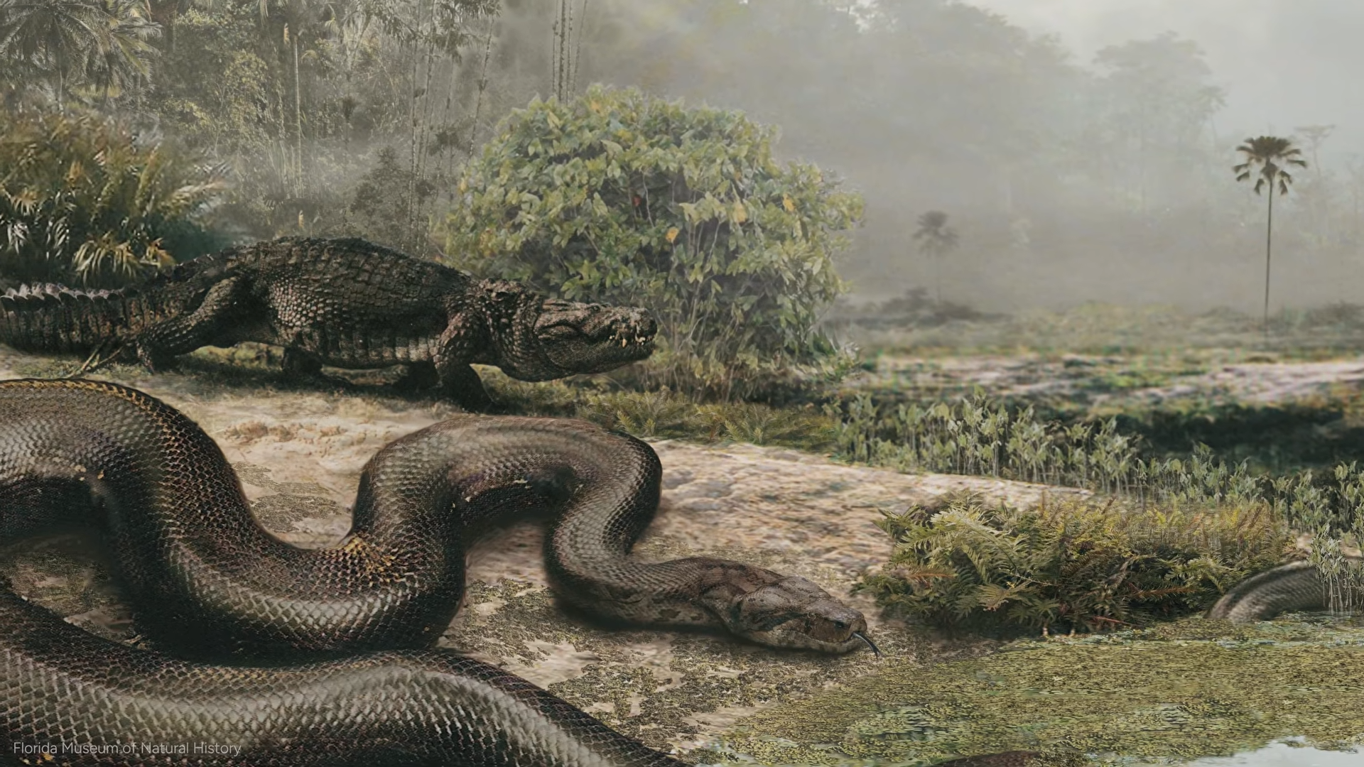 A fossil was labeled a branch - then a 49-foot monster snake was exposed