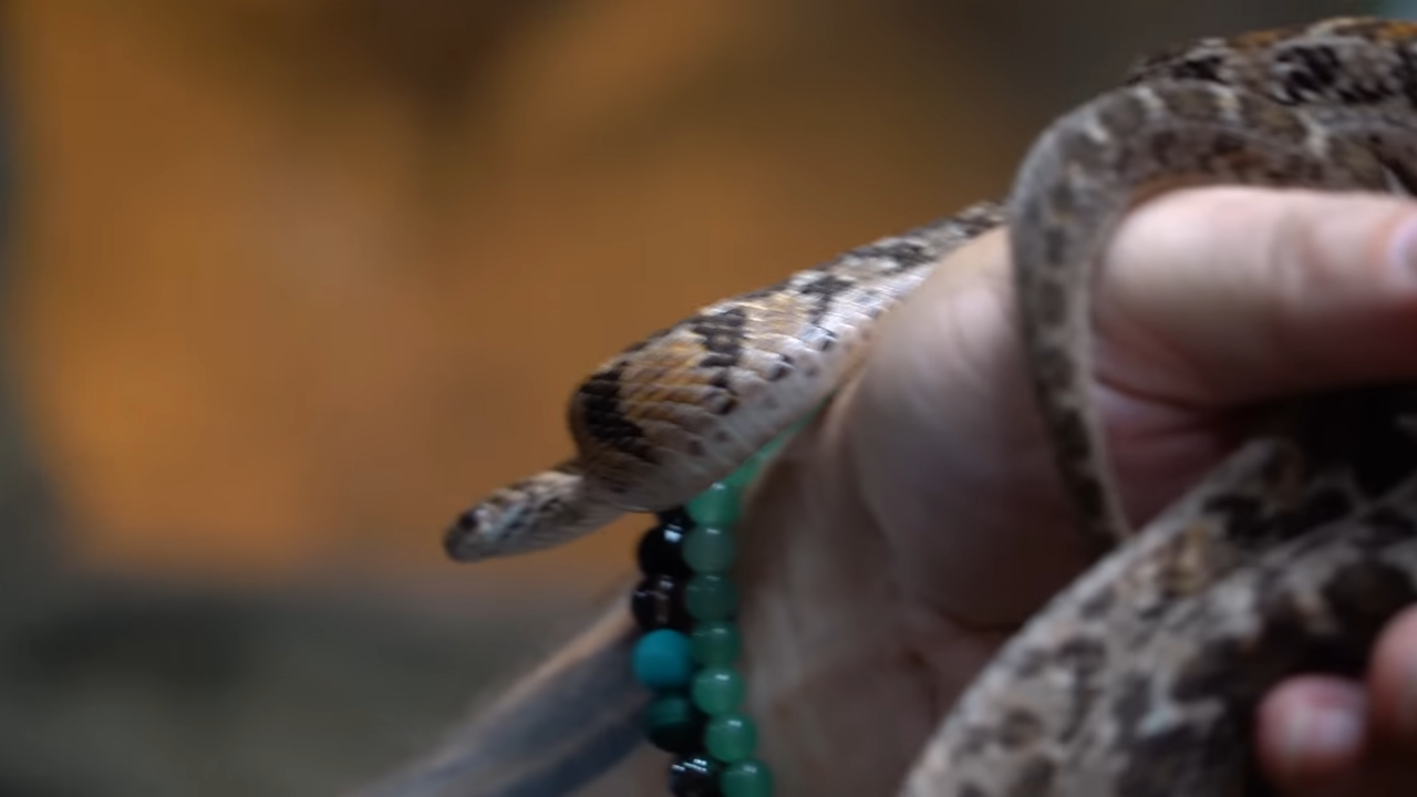 Inside the reptile zoo today - the animals he showcased still draw focus