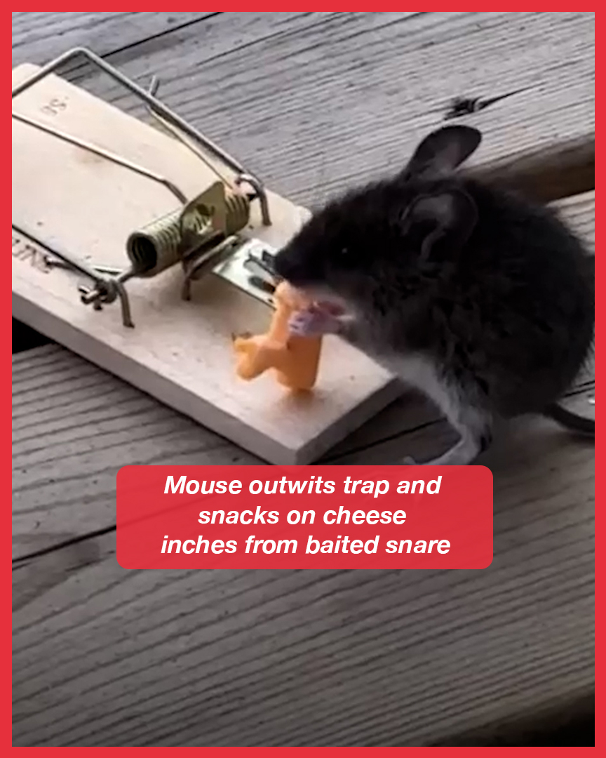 Mouse outwits trap and snacks on cheese inches from baited snare