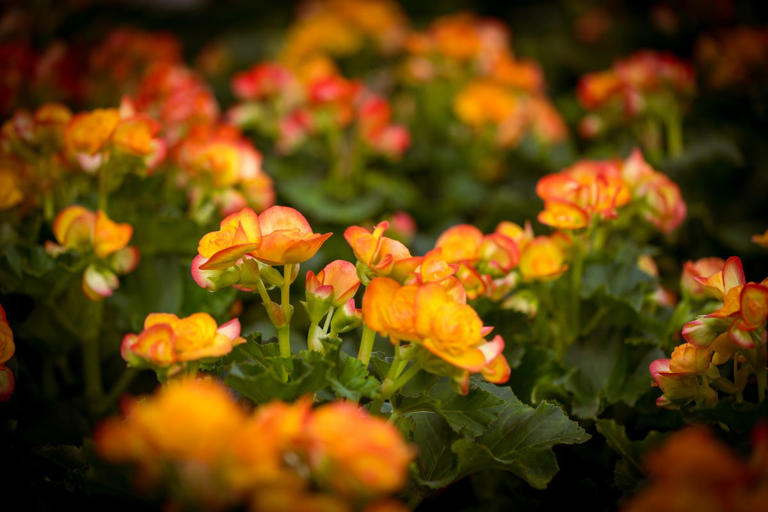 5 low-maintenance plants that keep on blooming without deadheading