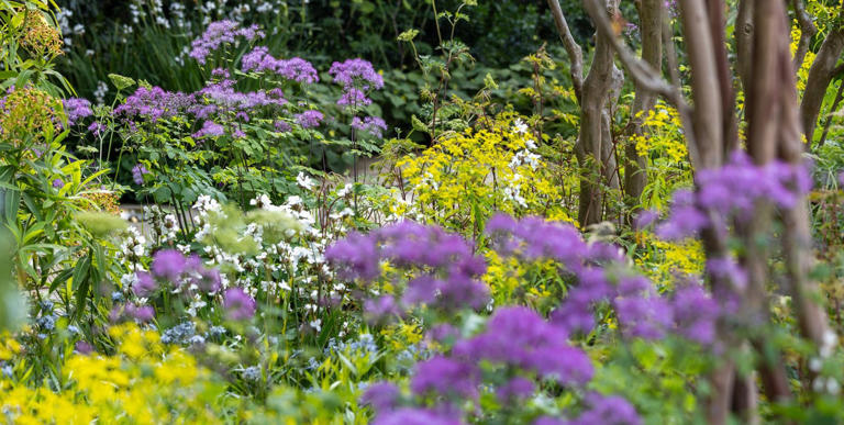 Chelsea Flower Show’s yellow and purple planting trend will instantly ...