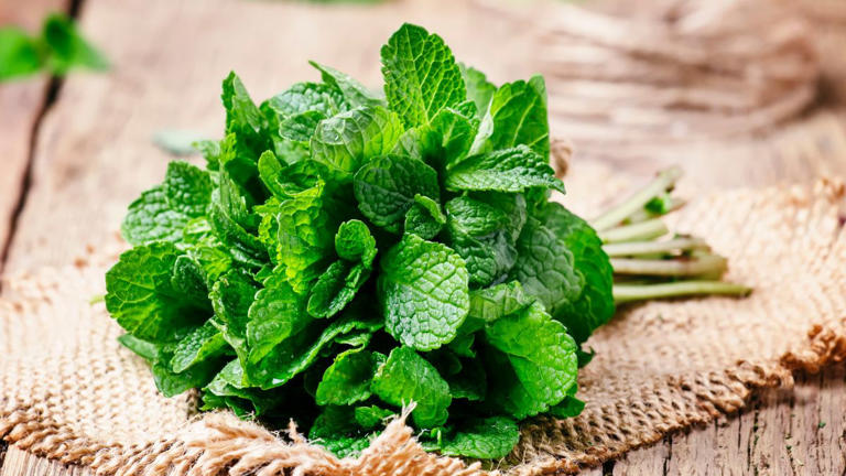 What is pudina called in English?