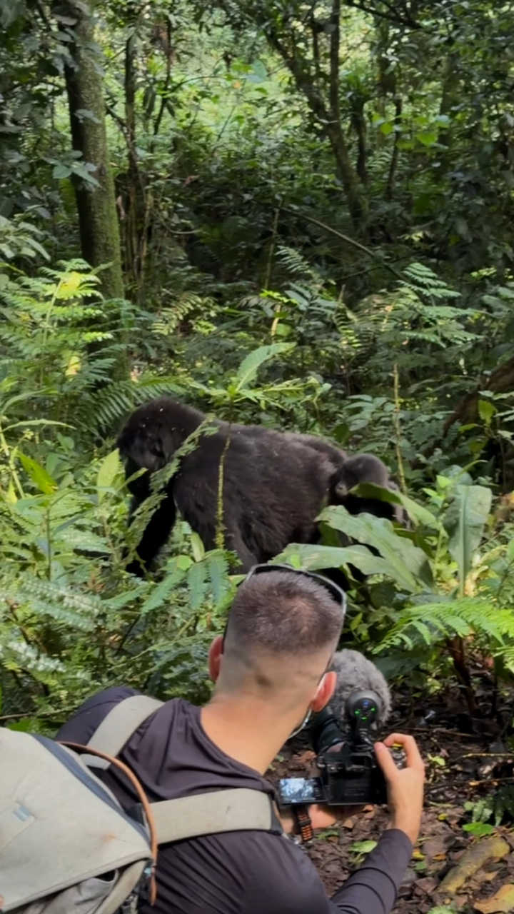 Uganda gorilla trekking adventure: Inside Bwindi Impenetrable ...