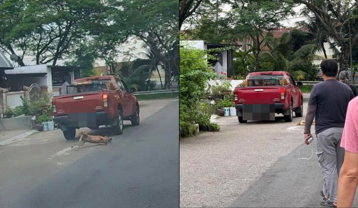 Pest control company accused of running over & killing stray dog in ...
