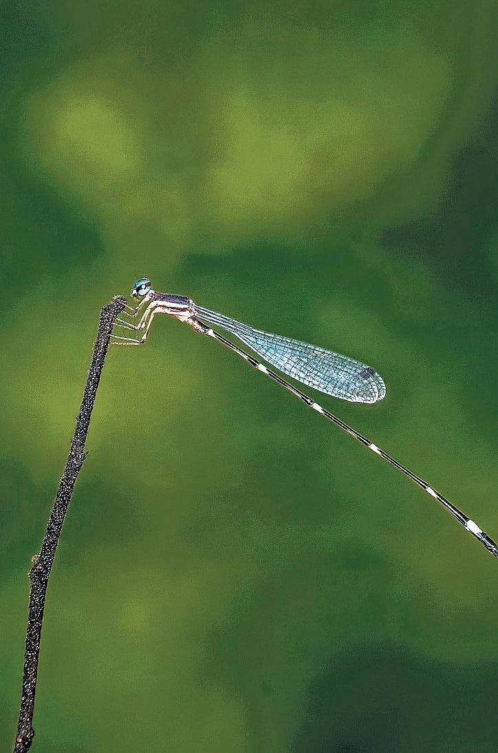Kodagu shadowdamsel, discovered last year, spotted in Kasaragod