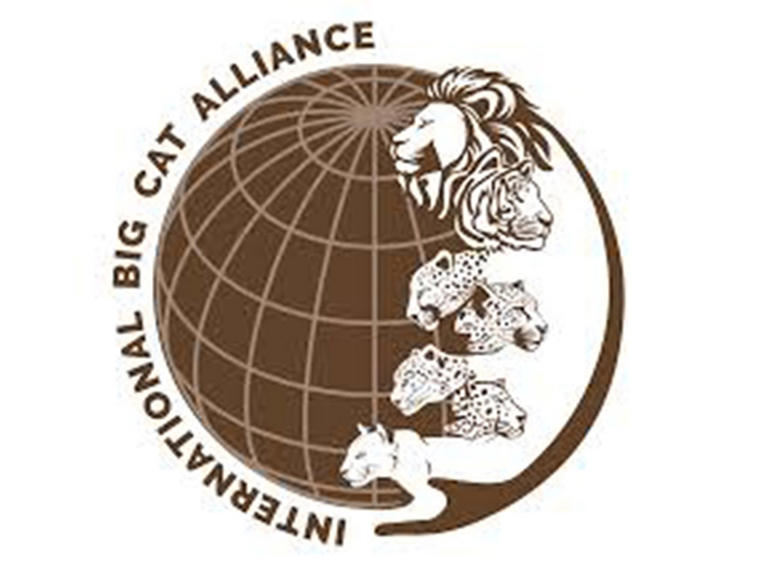 TN forest officials invited for International Big Cat Alliance summit ...