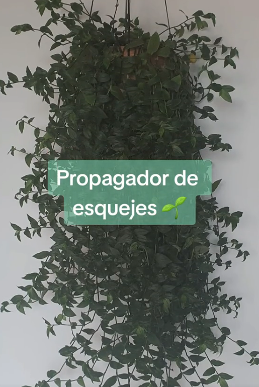 Propagador de esquejes con tubo PVC