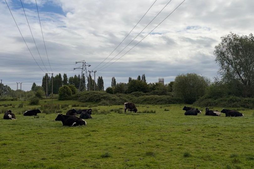No plans to cull Gloucester's cattle, city council says