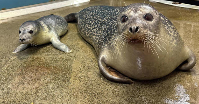 Mystic Aquarium's newest arrivals include corals and a baby seal