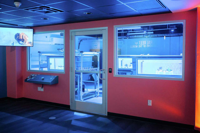 Mystic Aquarium's newest arrivals include corals and a baby seal