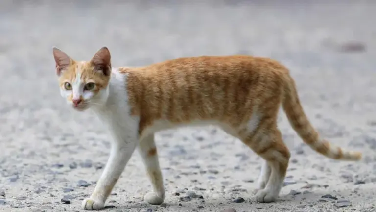 Confirman caso de gusano barrenador en un gato en Nuevo León