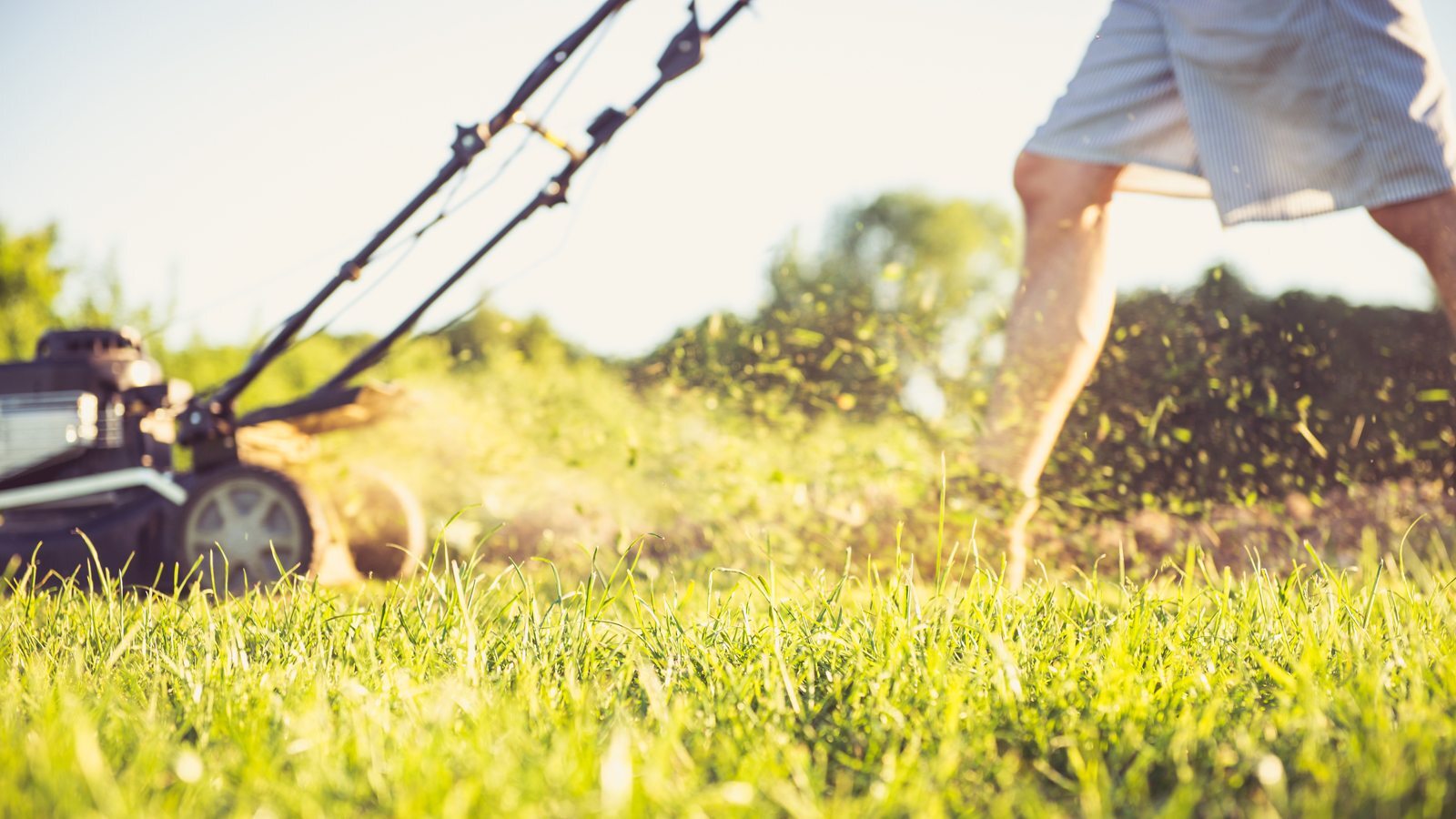What to Do in Your Lawn in the First Two Weeks of June
