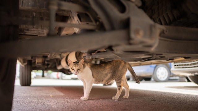 Indoor cat survives 15-mile trip under car before astonishing reunion ...