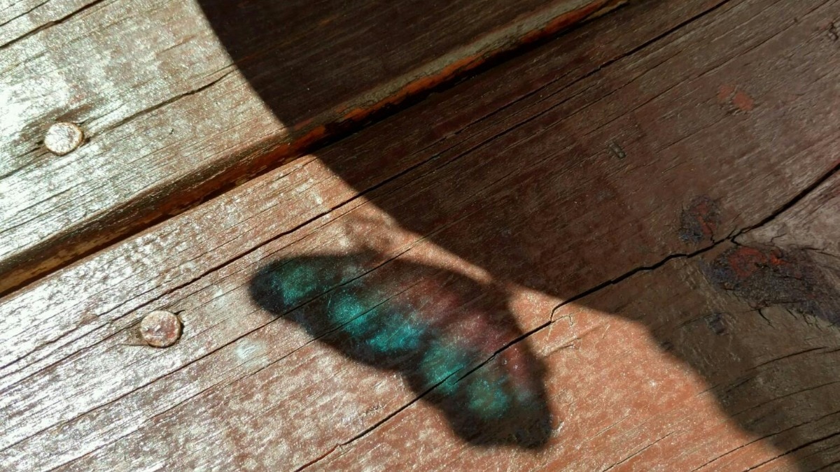 What is Lahaina Noon? The rare zero-shadow day explained