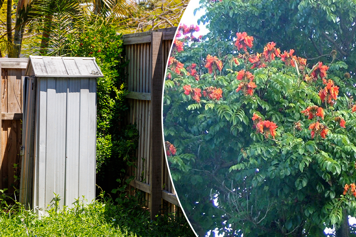 Aussies urged to never throw this plant into green bins: 'Pose a threat'