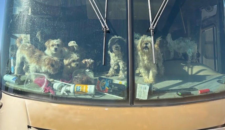 Mesquite police provide 'paws-itive' update after rescuing dozens of ...