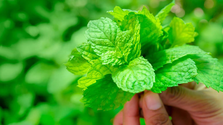 What is pudina called in English?