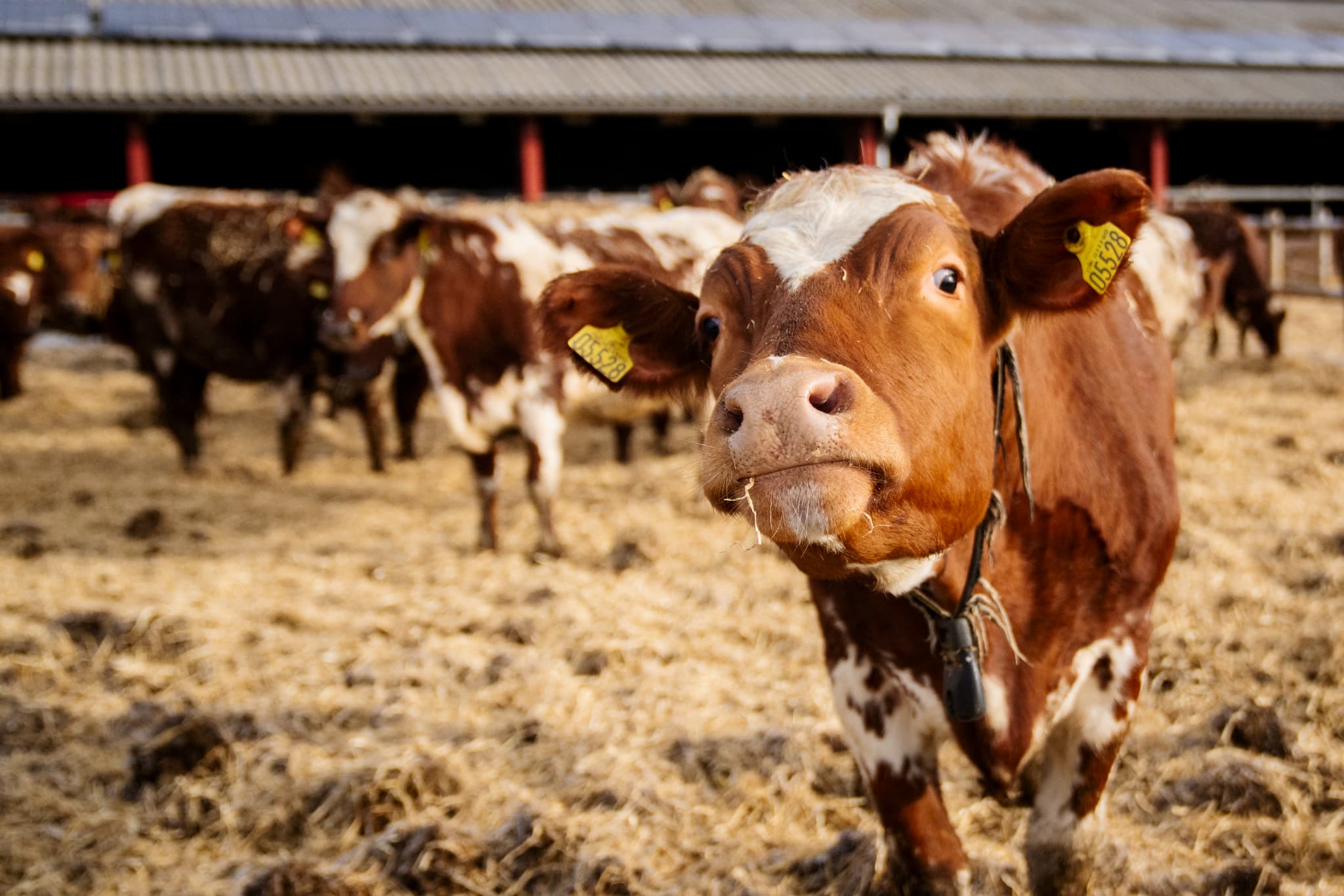 Vous n'y avez sûrement pas pensé, mais investir dans une vache peut ...