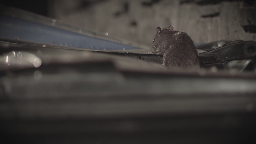 Suburban residents report rat problem as complaints increase in Chicago