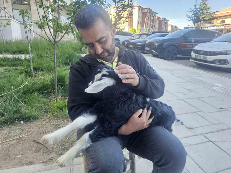 Elazığ’da 'Zeytin' isimli oğlak, mahallenin maskotu haline geldi