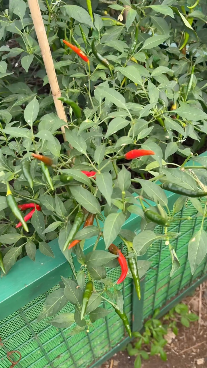Red Hot Chili Peppers Coming Soon From Our Natural Hugelkulture Beds