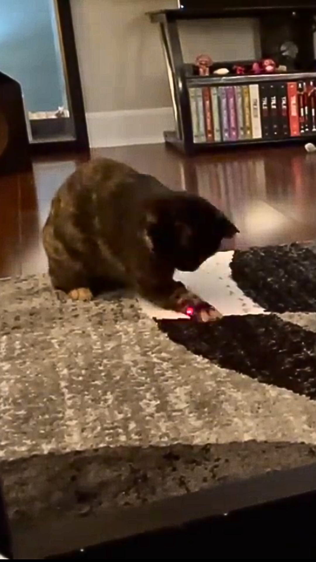 Cat chasing red dot laser