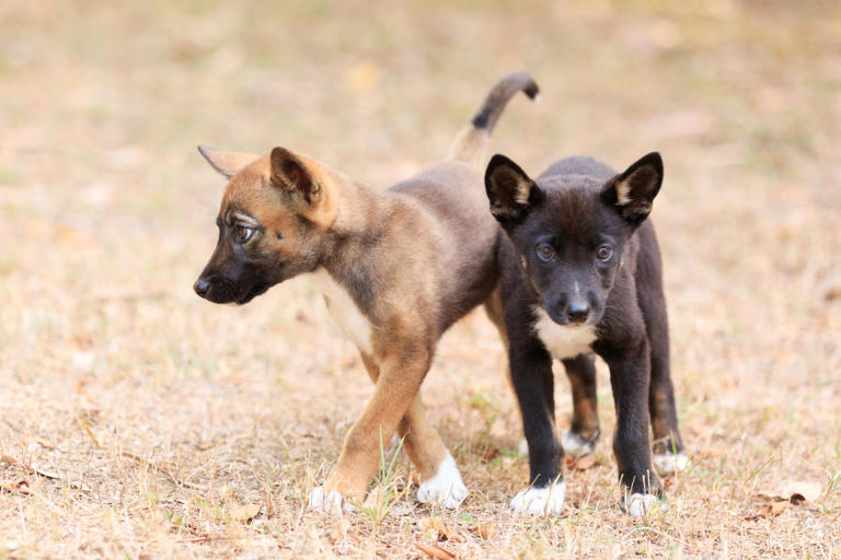 Aussies called to action over future of iconic animal in national parks ...