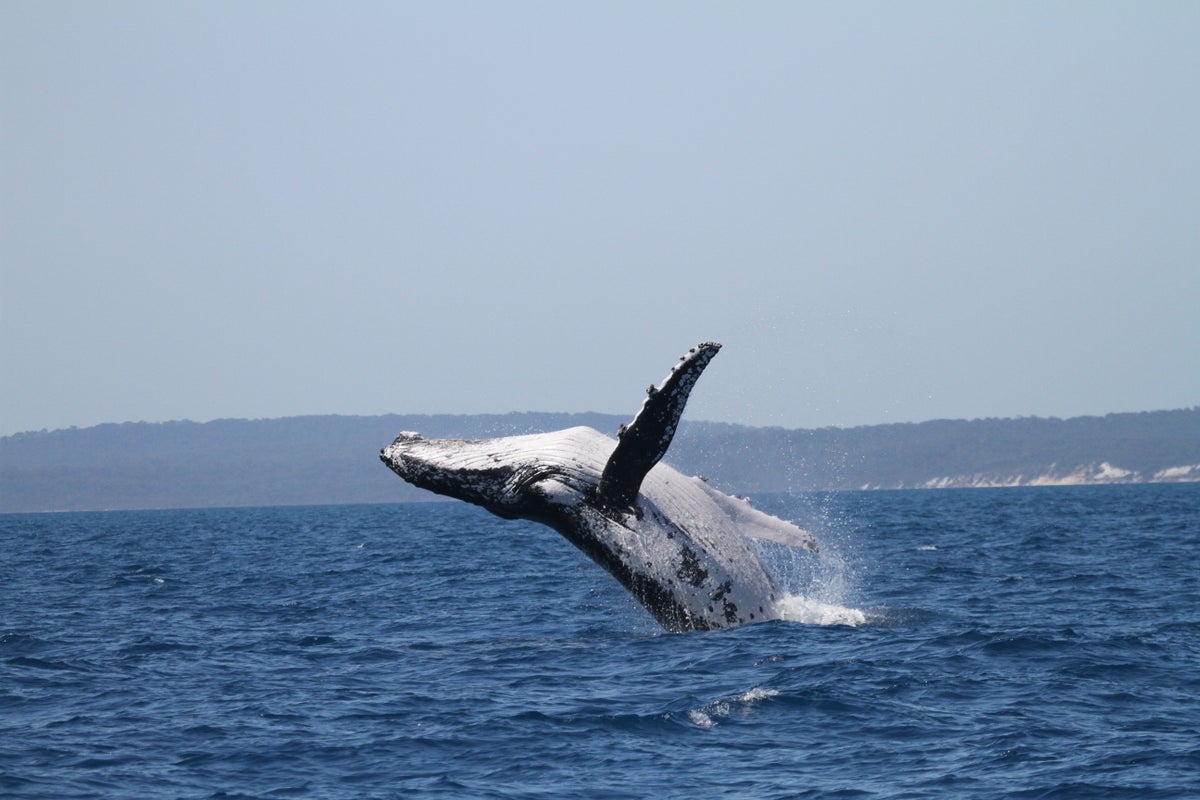 Two humpback whales set new migration record with epic journey
