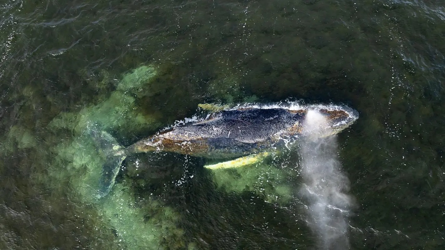 Storia di una balena e dell’uomo che per salvarla l’ha fatta soffrire ...