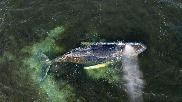 Storia di una balena e dell’uomo che per salvarla l’ha fatta soffrire ...