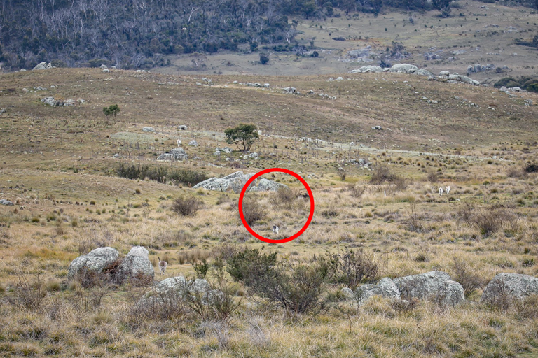 Aussies called to action over future of iconic animal in national parks ...