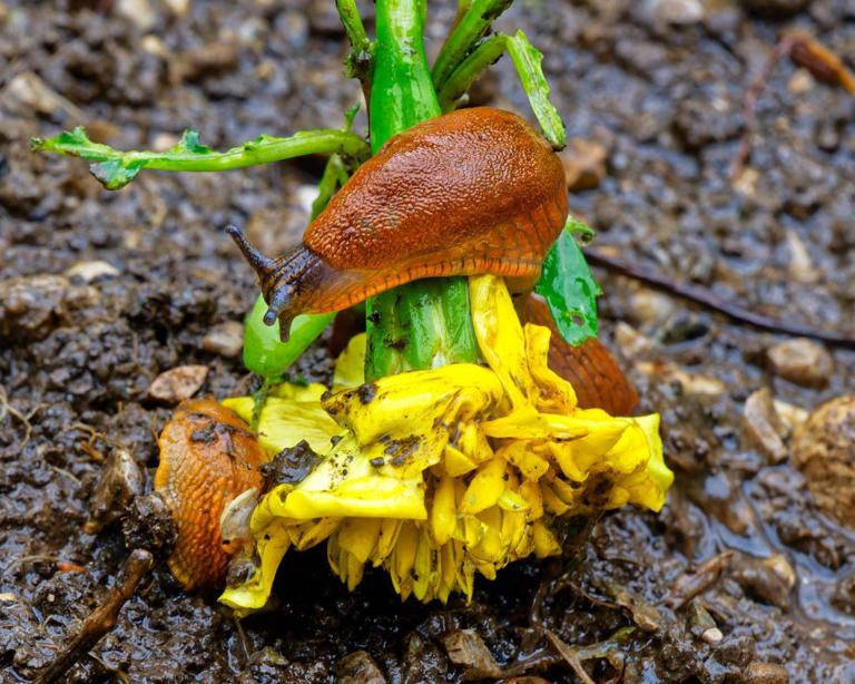 Schnecken endlich loswerden: Profis pflanzen deshalb diese Blume im ...