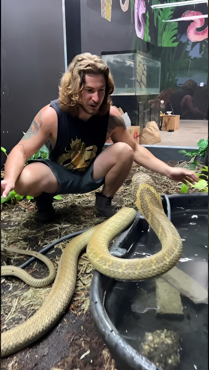 Huge king cobra!