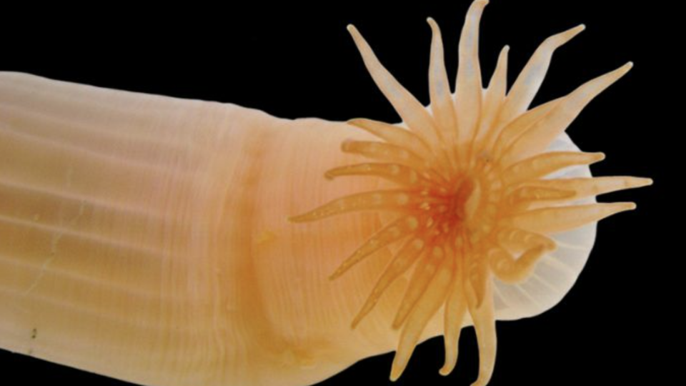 Scientists find more than 1,100 wild and unusual ocean species