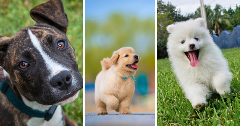 20 pocket-size puppies parading small smiles and doggo delight