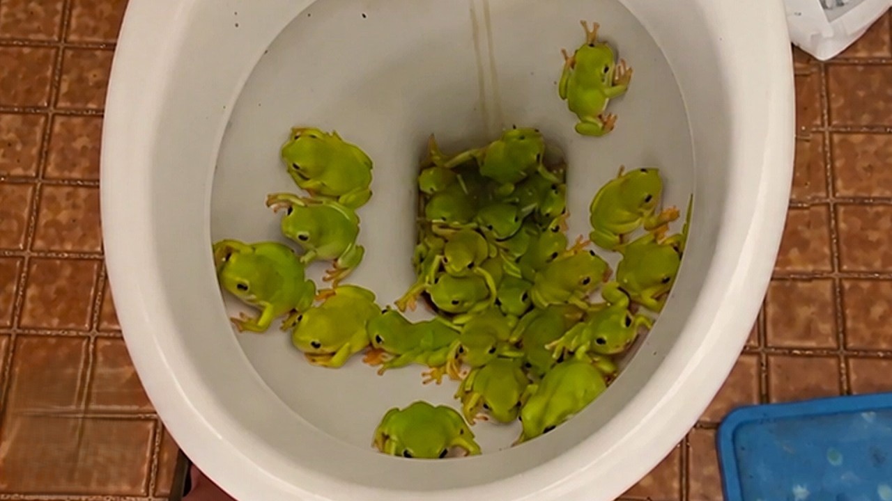 Dozens of frogs found living in a public toilet - and one woman decided ...