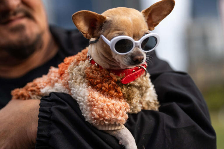 Texas TikTok pet influencers could fetch $232K per sponsored post ...
