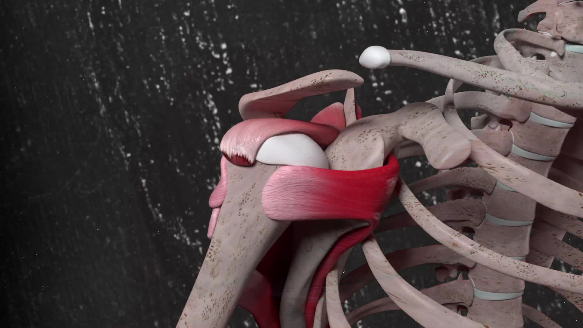 Non-surgical and surgical approaches to shoulder rotator cuff tears