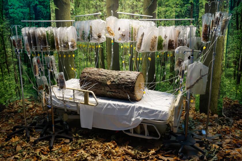Get a first look at the immersive art exhibit that takes over 80 rooms ...