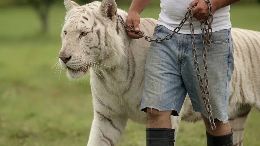 Seu tigre de 400 libras o arrastou pelo pescoço - então o show virou horror