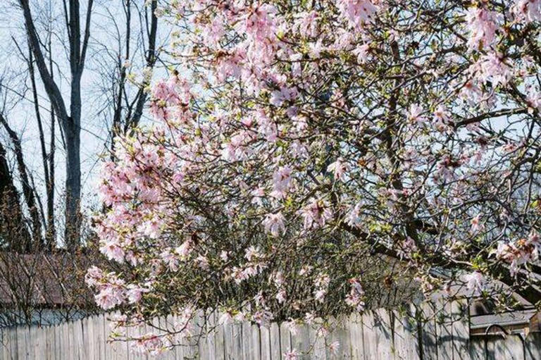 Legal rights for anyone whose neighbour's tree is overhanging into ...